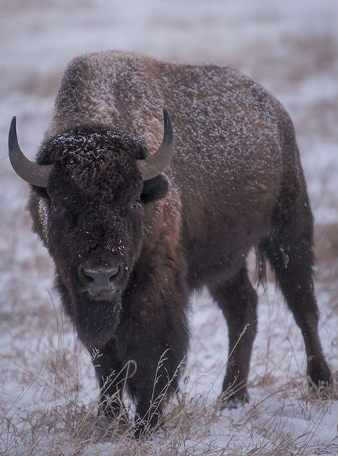 Buffalo in Winter | Grand Teton NP, WY | Fred Mertz Photography